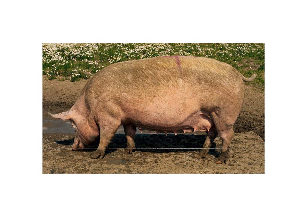 Images by Laura Bielau | Laura Bielau