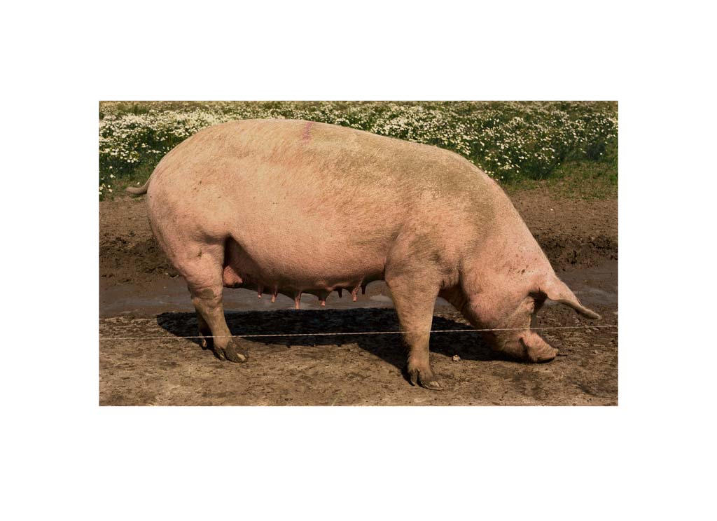 Images by Laura Bielau | Laura Bielau